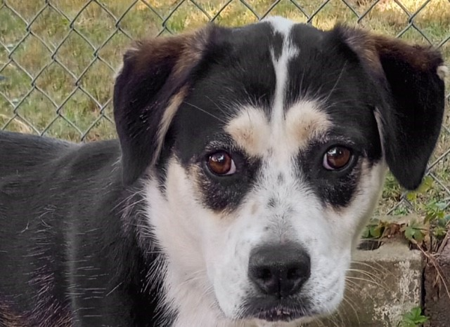 Jem Is NCCR Dog Of The Week | News, Sports, Jobs - Post Journal